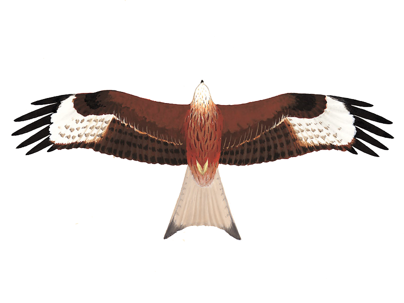 Details : Red Kite - BirdGuides