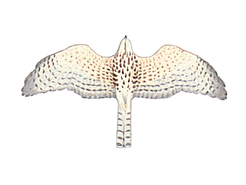 Details : Shikra - BirdGuides