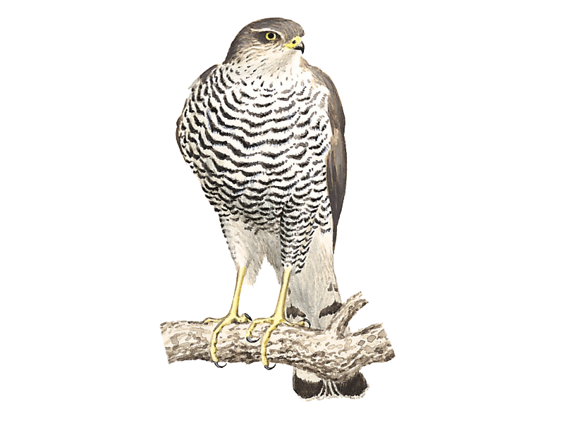Details : Eurasian Sparrowhawk - BirdGuides