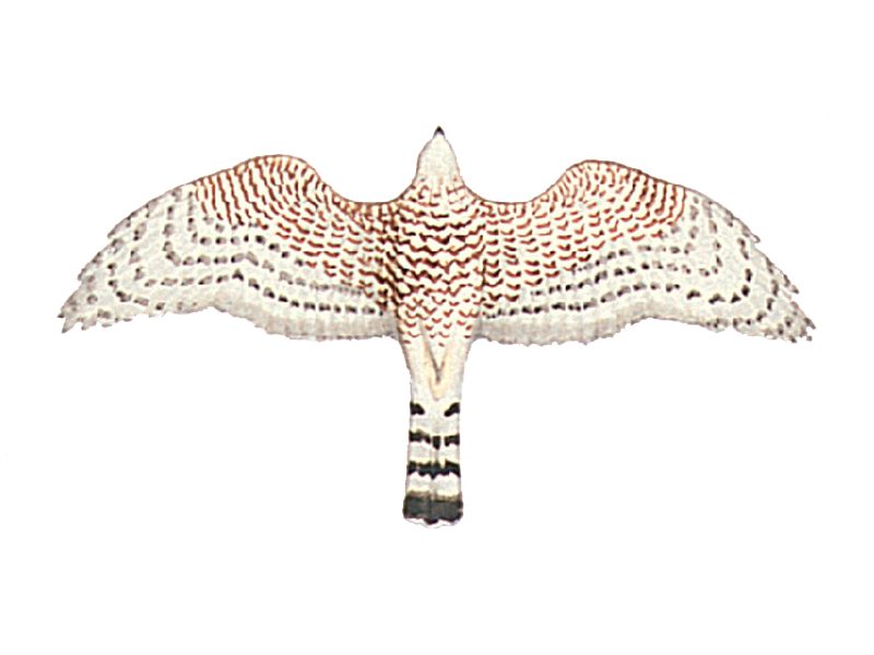 Details : Eurasian Sparrowhawk - BirdGuides