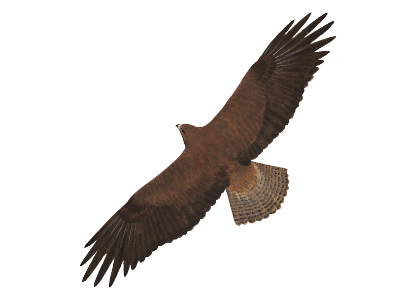 Details : Common Buzzard - BirdGuides