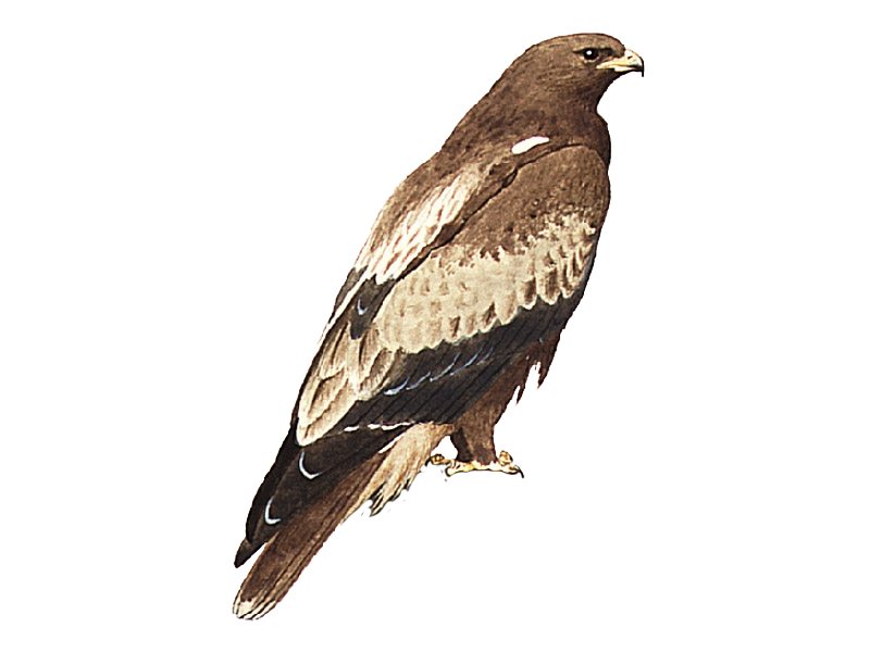 Details : Booted Eagle - BirdGuides