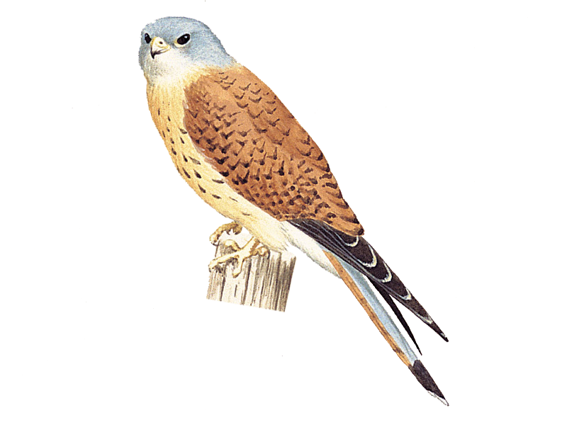 Details : Lesser Kestrel - BirdGuides