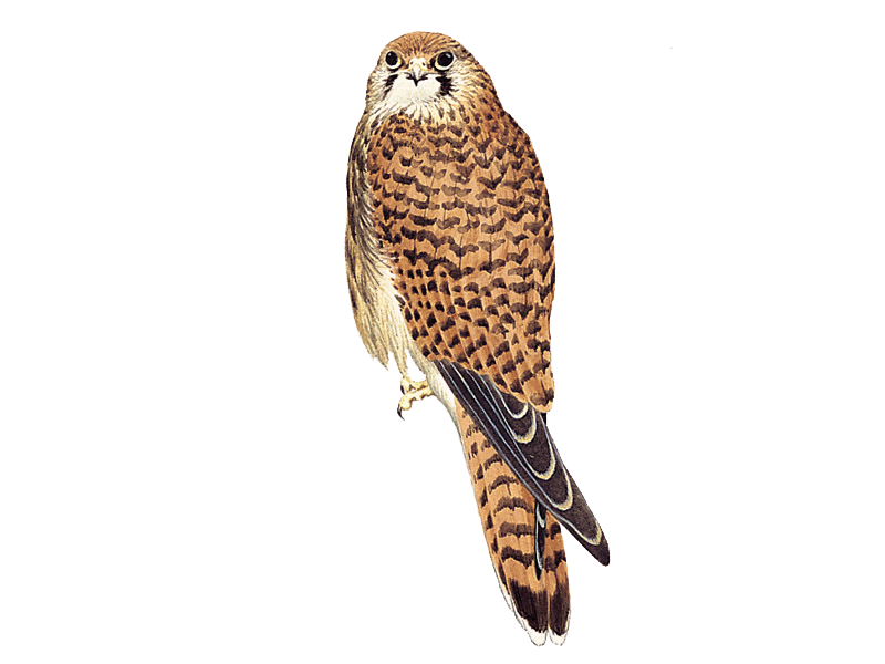 Details : Common Kestrel - BirdGuides