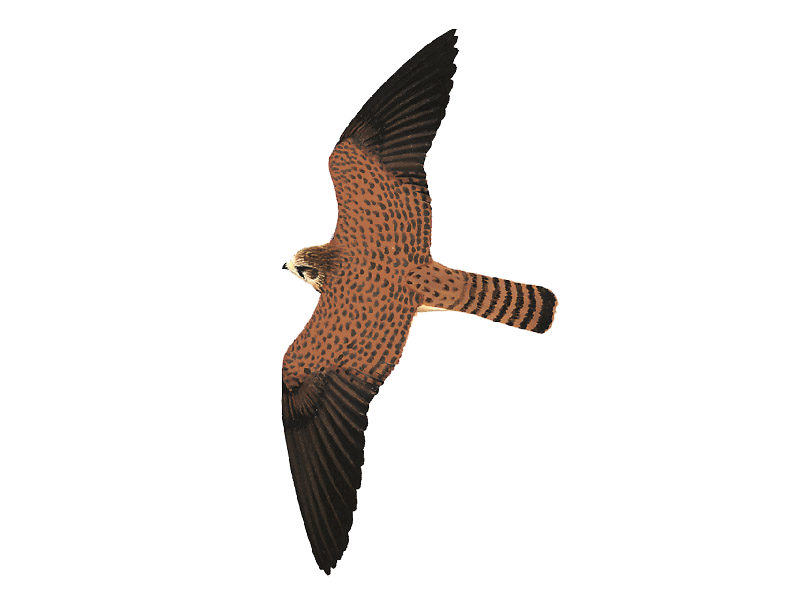 Details : Common Kestrel - BirdGuides