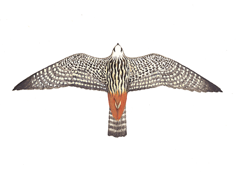 Details : Eurasian Hobby - BirdGuides