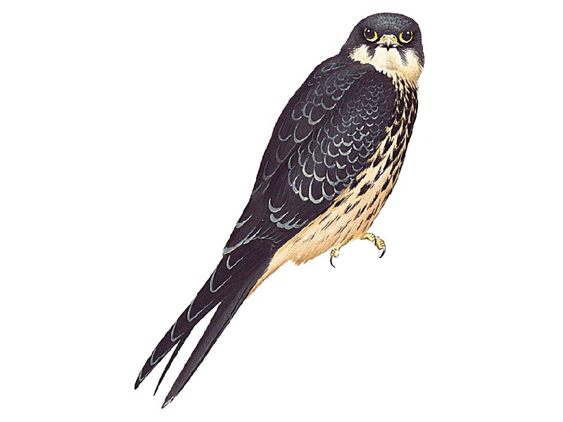 Details : Eleonora's Falcon - BirdGuides