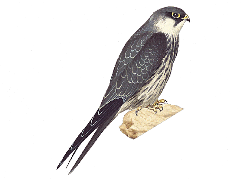 Details : Sooty Falcon - BirdGuides