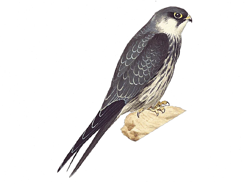 Details : Sooty Falcon - BirdGuides