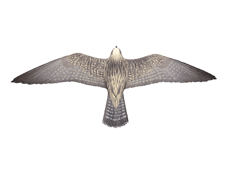 Details : Sooty Falcon - BirdGuides