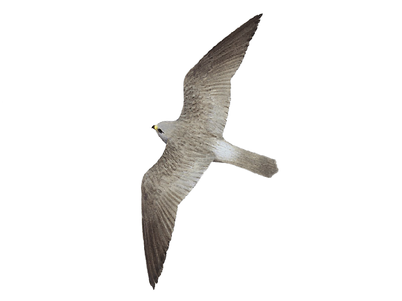 Details : Sooty Falcon - BirdGuides