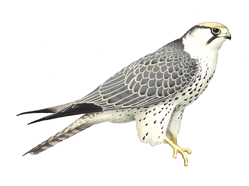 Details : Lanner Falcon - BirdGuides