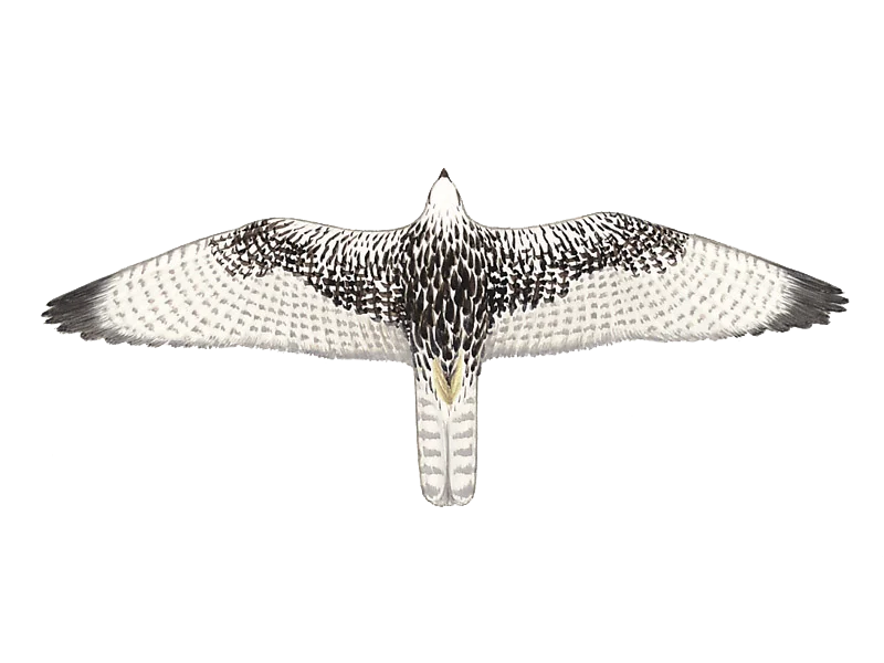 Details : Saker Falcon - BirdGuides