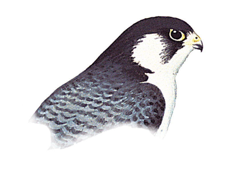 Details : Peregrine Falcon - BirdGuides