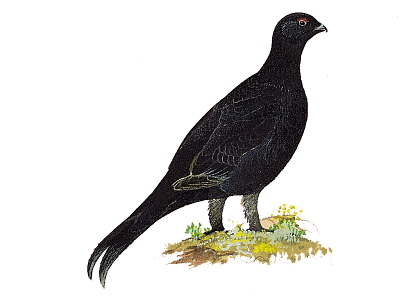 Details : Caucasian Grouse - BirdGuides