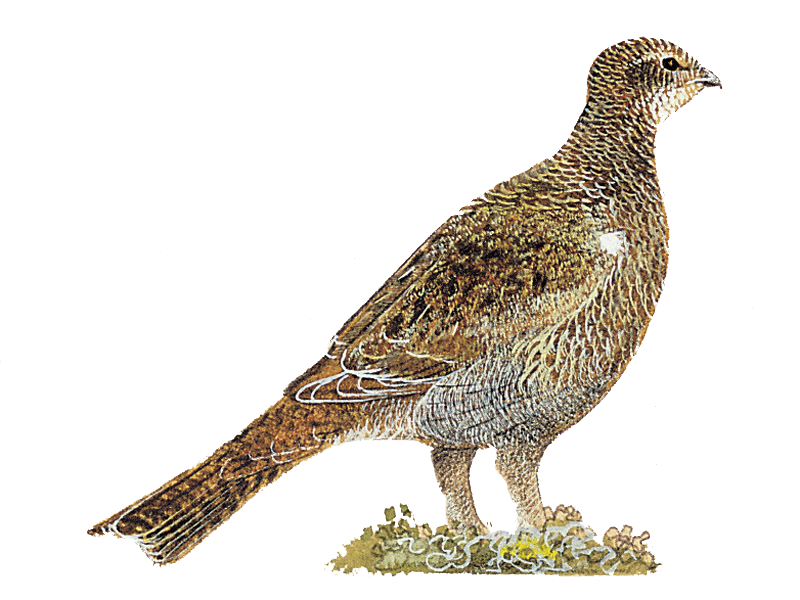 Details : Caucasian Grouse - BirdGuides
