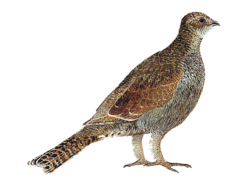Details : Caucasian Grouse - BirdGuides