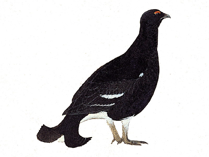 Details : Black Grouse - BirdGuides