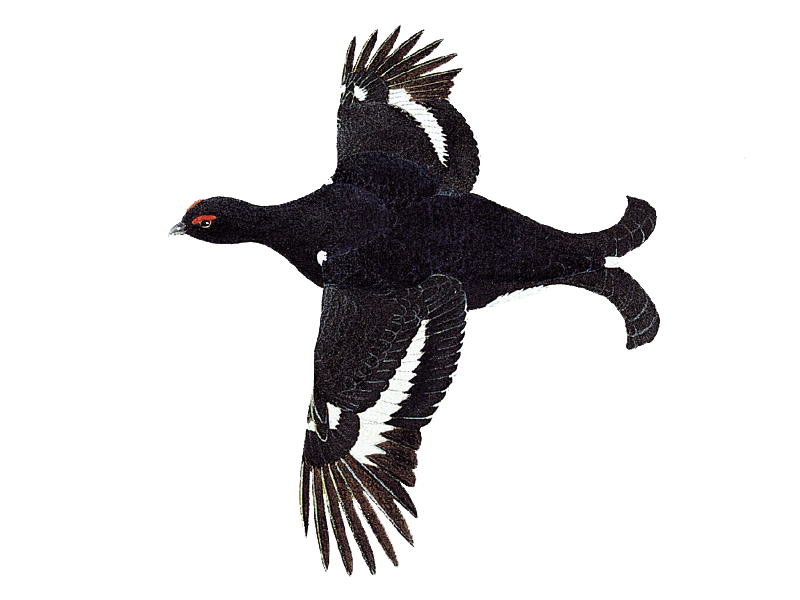 Details : Black Grouse - BirdGuides