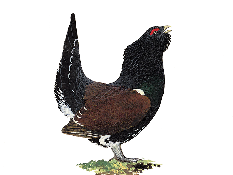Details : Western Capercaillie - BirdGuides