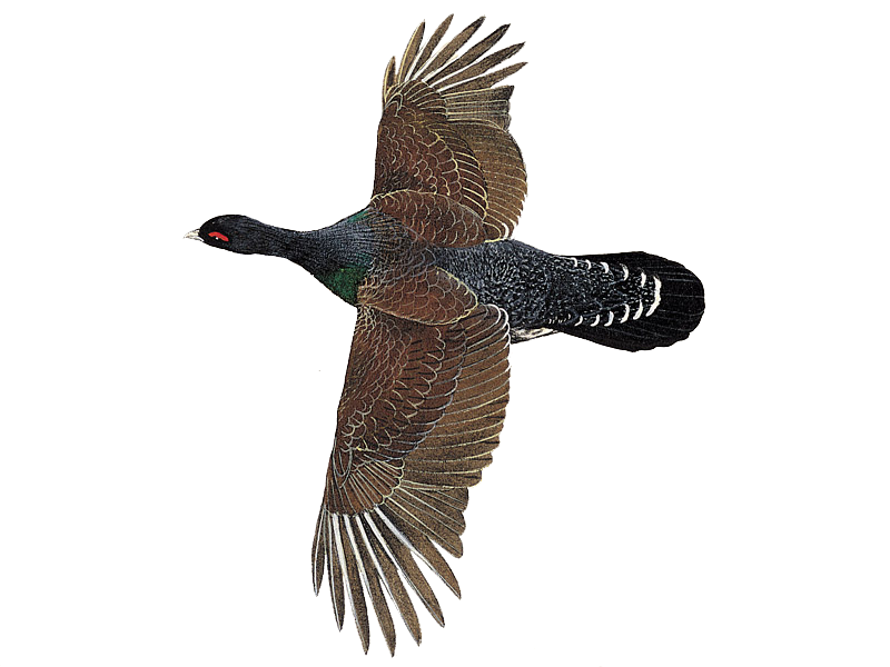 Details : Western Capercaillie - BirdGuides