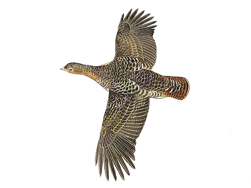 Details : Western Capercaillie - BirdGuides