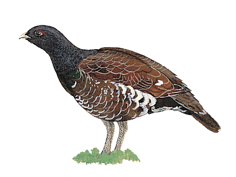 Details : Western Capercaillie - BirdGuides