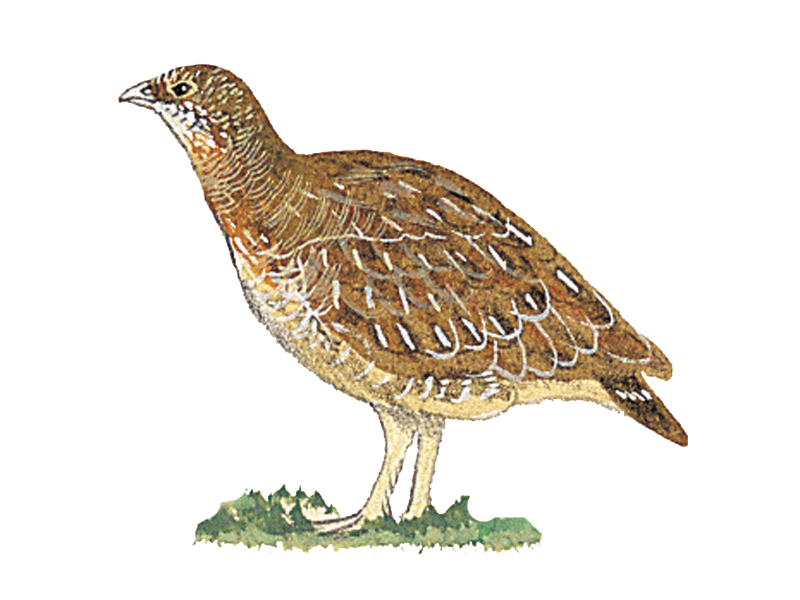 Details : Western Capercaillie - BirdGuides