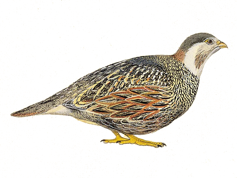 Details : Caucasian Snowcock - BirdGuides