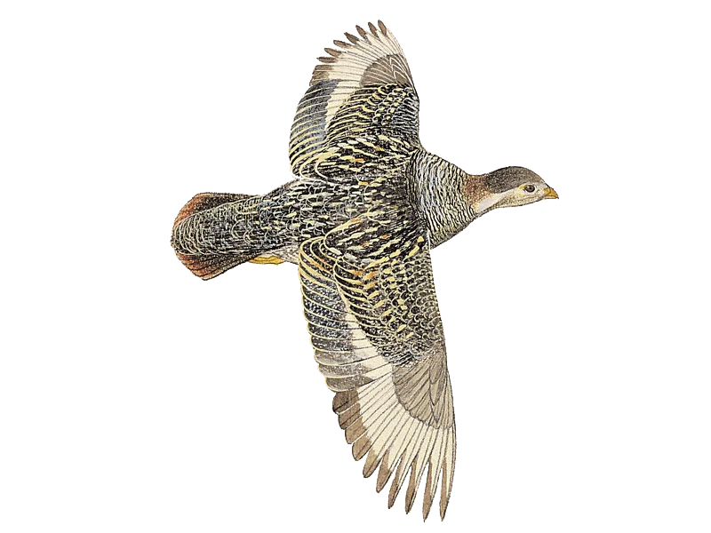 Details : Caucasian Snowcock - BirdGuides