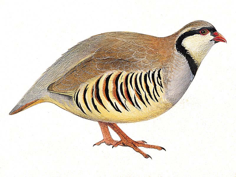 Partridge Can They Fly at Cassandra Wild blog