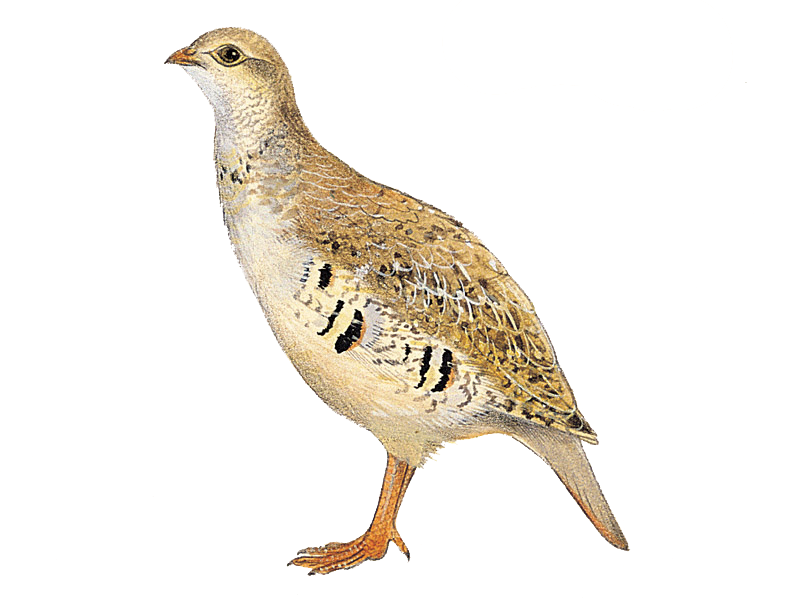 Details : Rock Partridge - BirdGuides