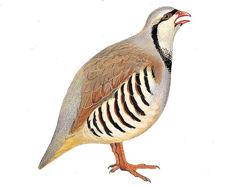 Details : Chukar Partridge - BirdGuides