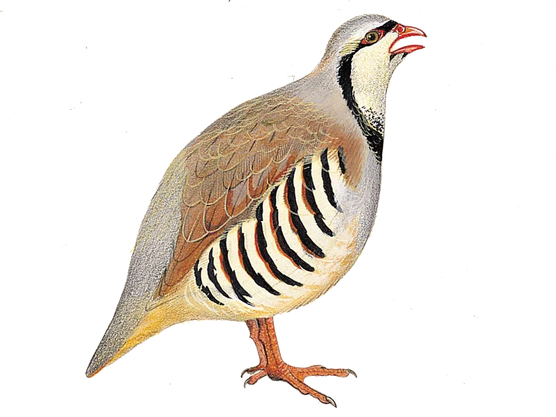 Details : Chukar Partridge - BirdGuides