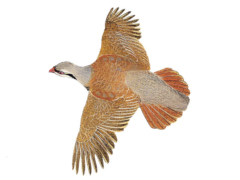 Details : Chukar Partridge - BirdGuides