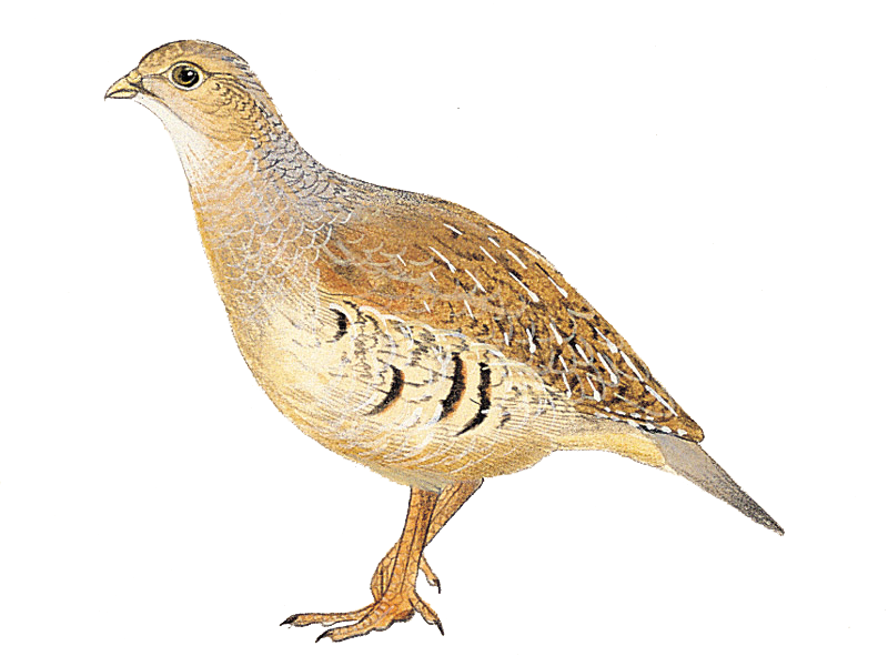 Details : Chukar Partridge - BirdGuides