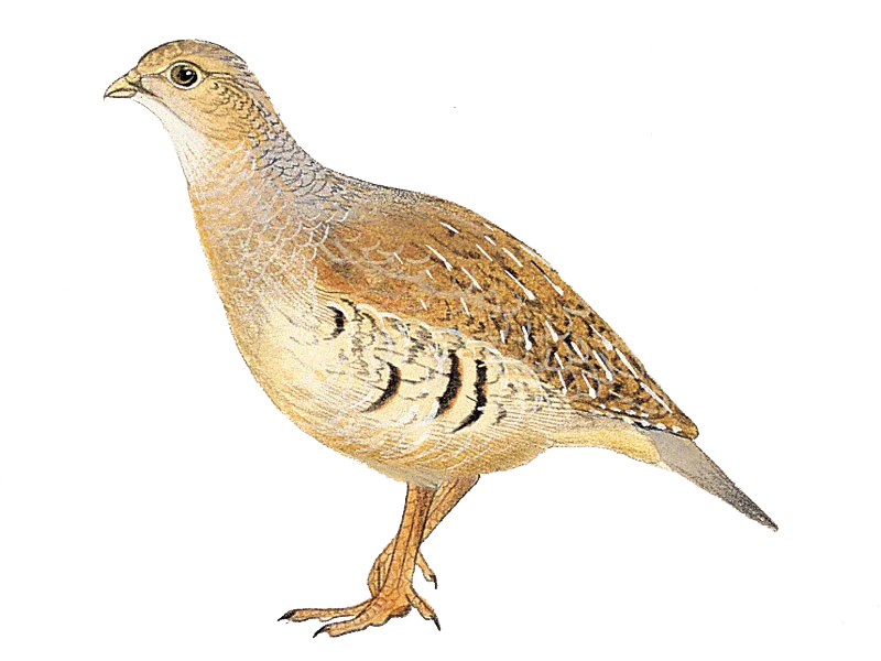 Details : Chukar Partridge - BirdGuides