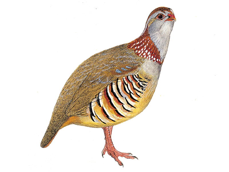 Details : Barbary Partridge - BirdGuides