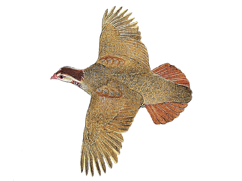 Details : Barbary Partridge - BirdGuides