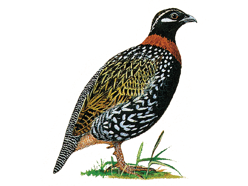 Details : Black Francolin - BirdGuides