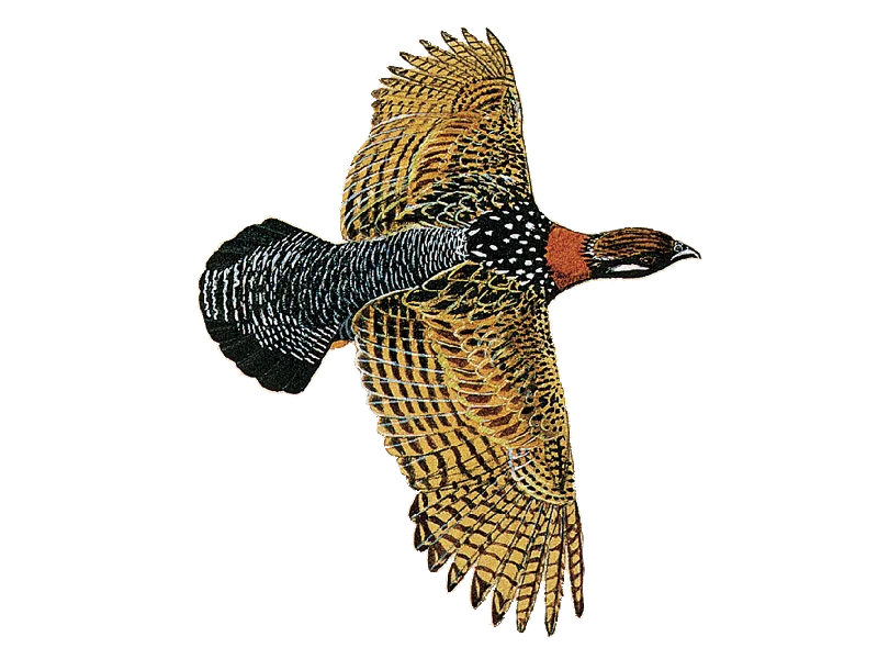 Flying Black Francolin