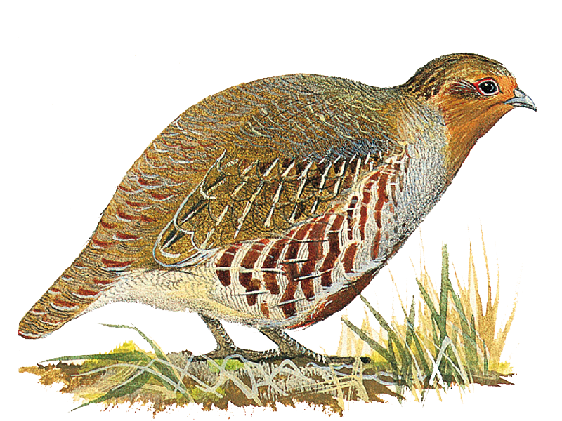 Details : Grey Partridge - BirdGuides