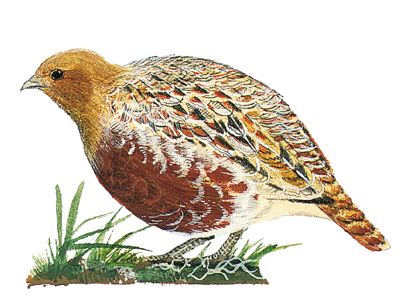 Details : Grey Partridge - BirdGuides