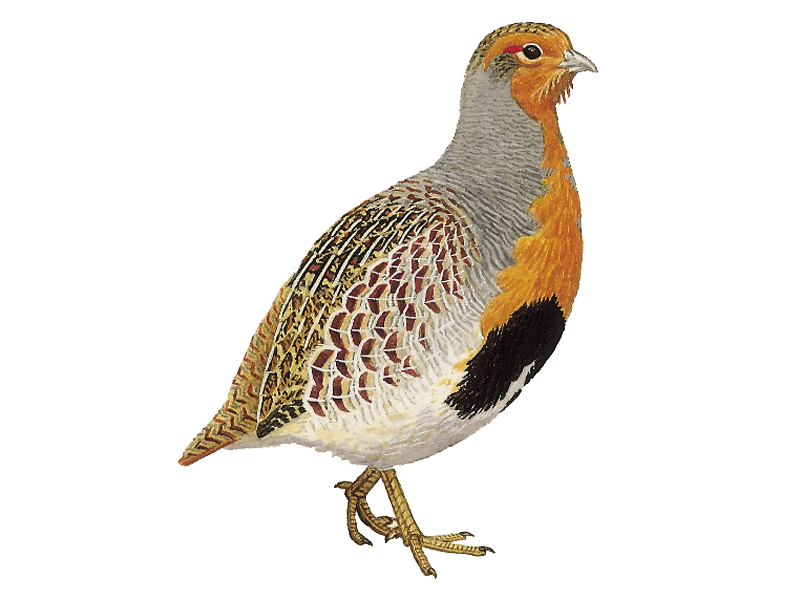 Details : Daurian Partridge - BirdGuides