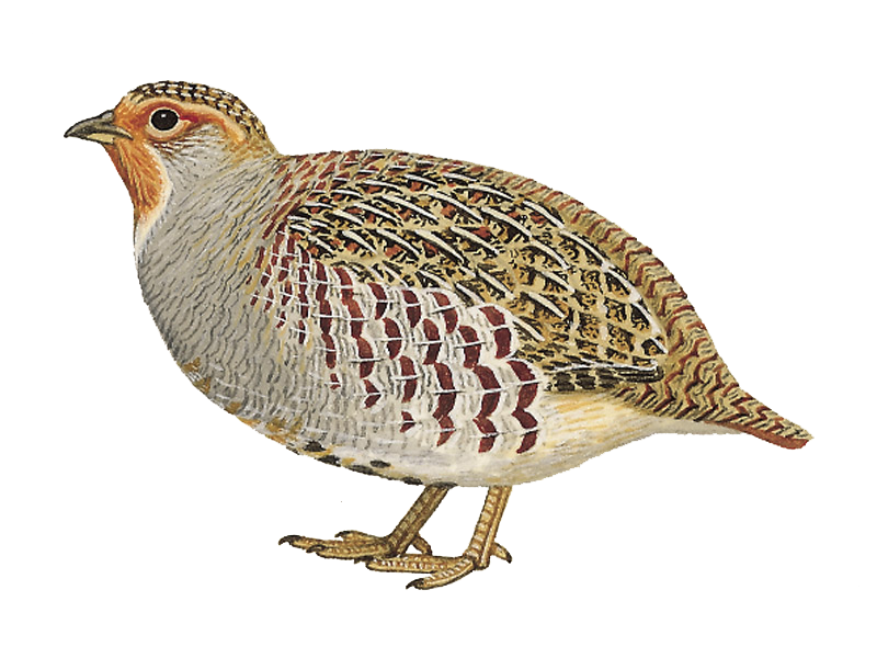 Details : Daurian Partridge - BirdGuides