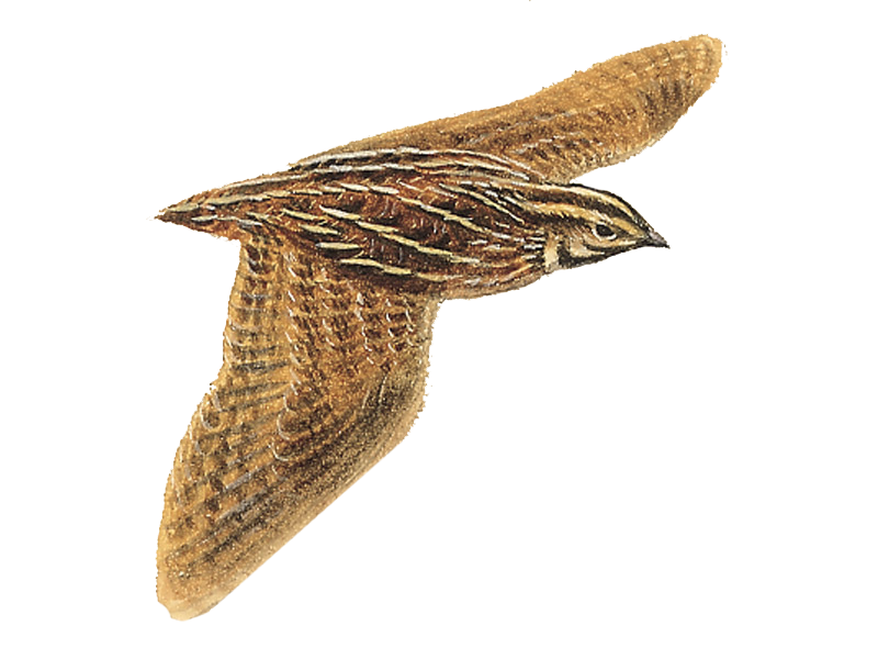 Details : Common Quail - BirdGuides