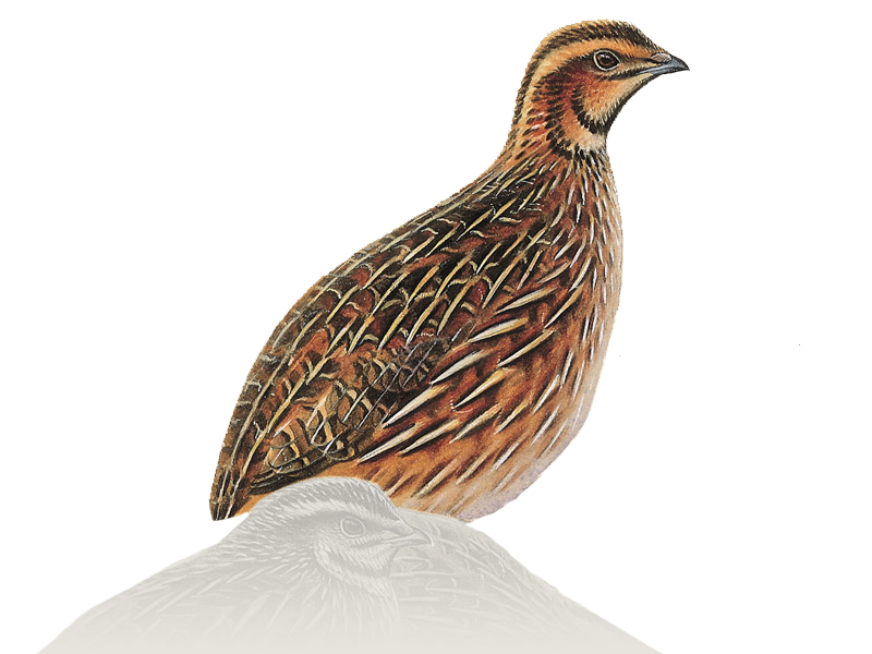 Details : Common Quail - BirdGuides