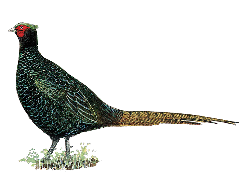 Details : Common Pheasant - BirdGuides