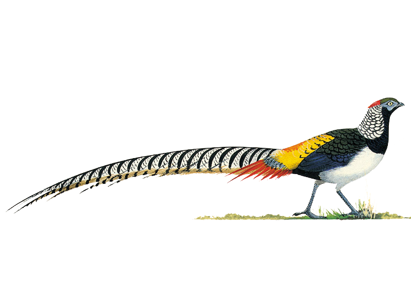Details : Lady Amherst's Pheasant - BirdGuides