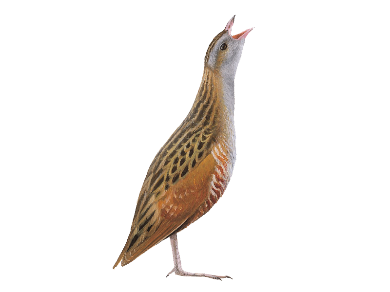 Details : Corncrake - BirdGuides
